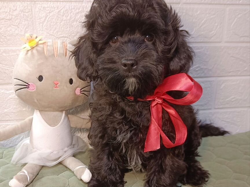 Мальтипу Черный жемчуг