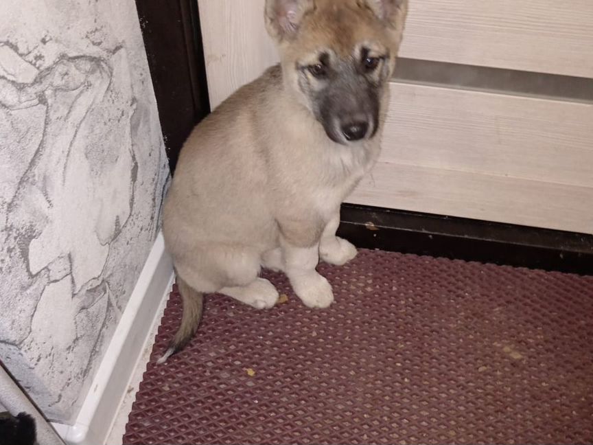 Щенки бесплатно