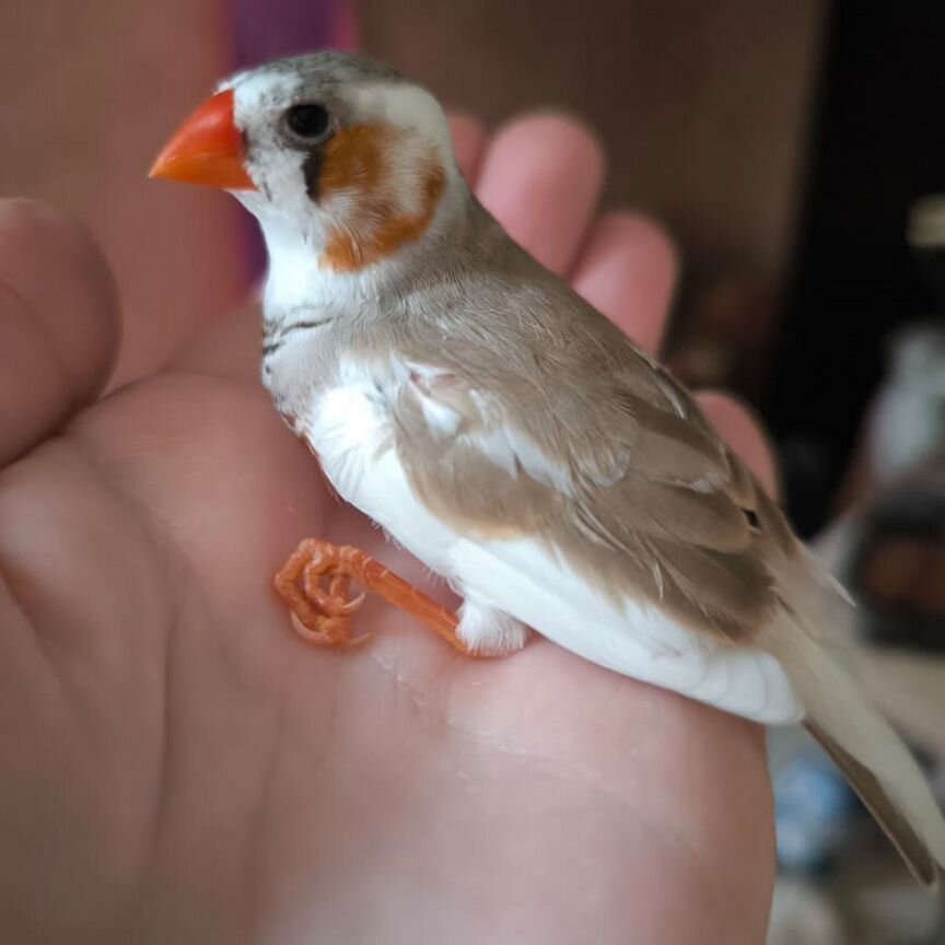 Зебровые амадины