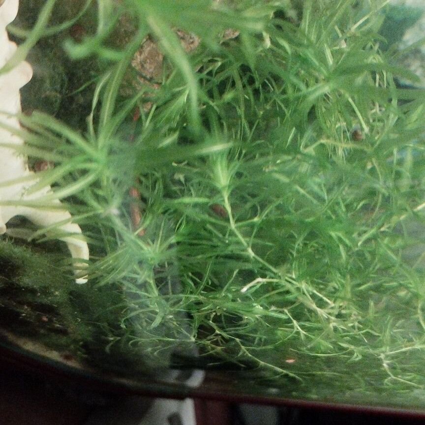 Аквариумное растение