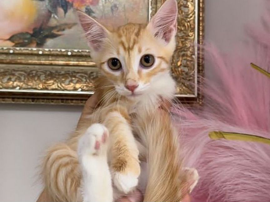 Котёночек в добрые руки