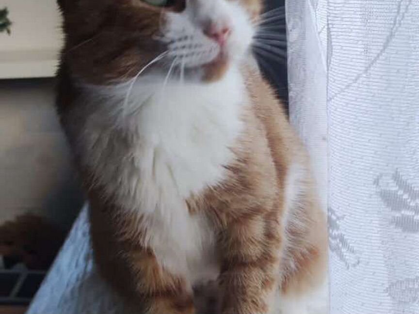 Кошка