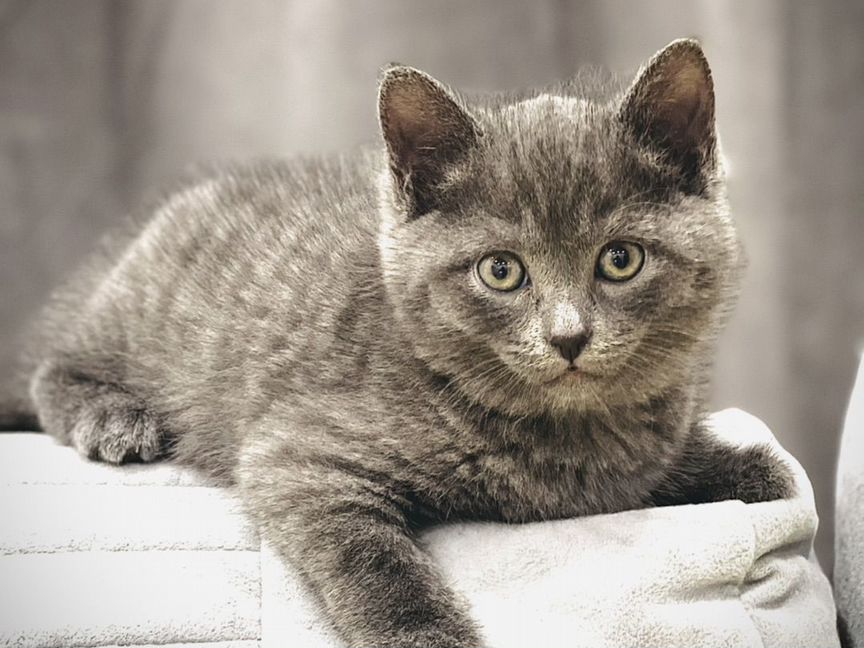 Шотландский прямоухий котенок