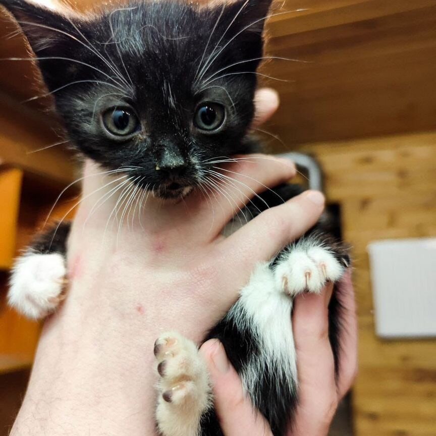 Котенок ласкуша, 1,5 месяца