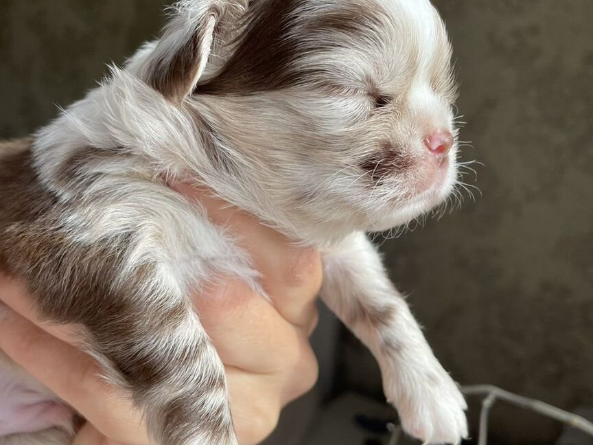 Чихуахуа шоколадный мерле