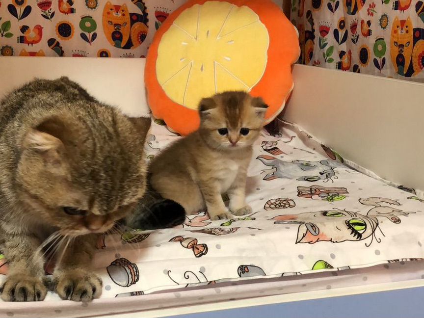 Котята Золотая шиншилла