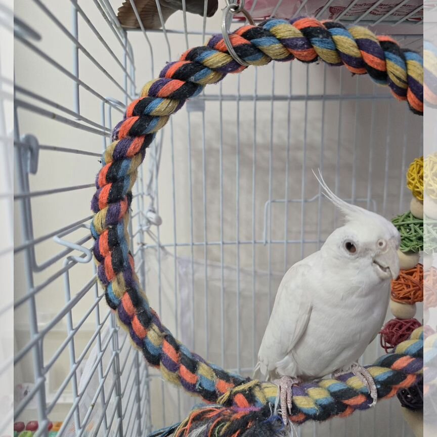 Попугай Корелла