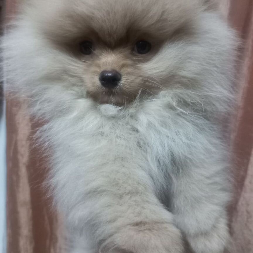 Померанский шпиц, щенок