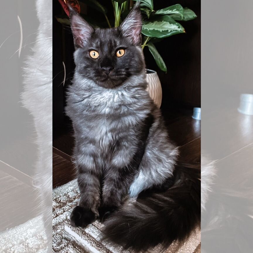 Мейн-кун котёнок