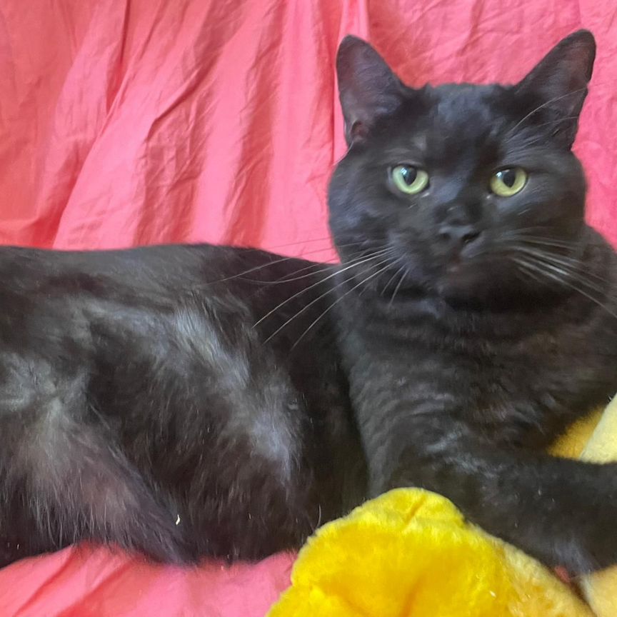 Марсик из приюта