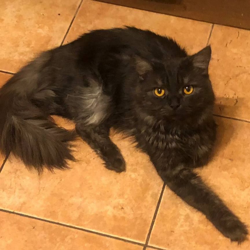Пушистый чёрный кот (парень)