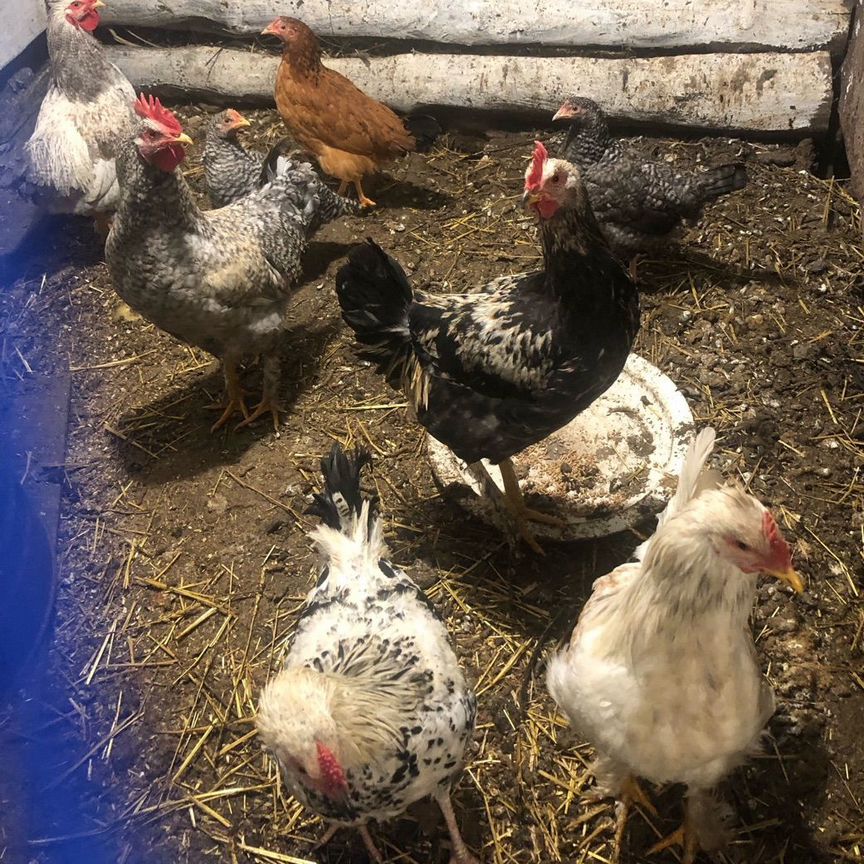 Продам петухов