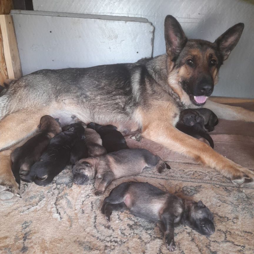 Щенки немецкой овчарки, зонарного окраса