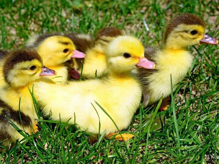 Продажа птицы оптовая и розничная