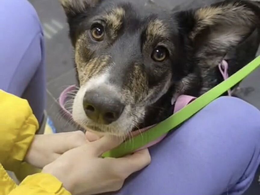 Сестрички не хотят обратно в приют