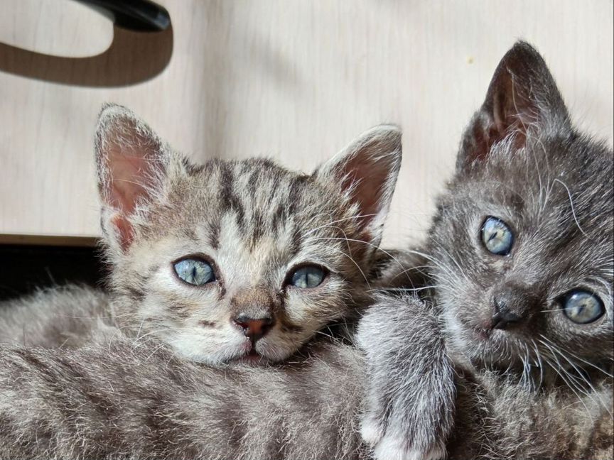 Котята в добрые руки