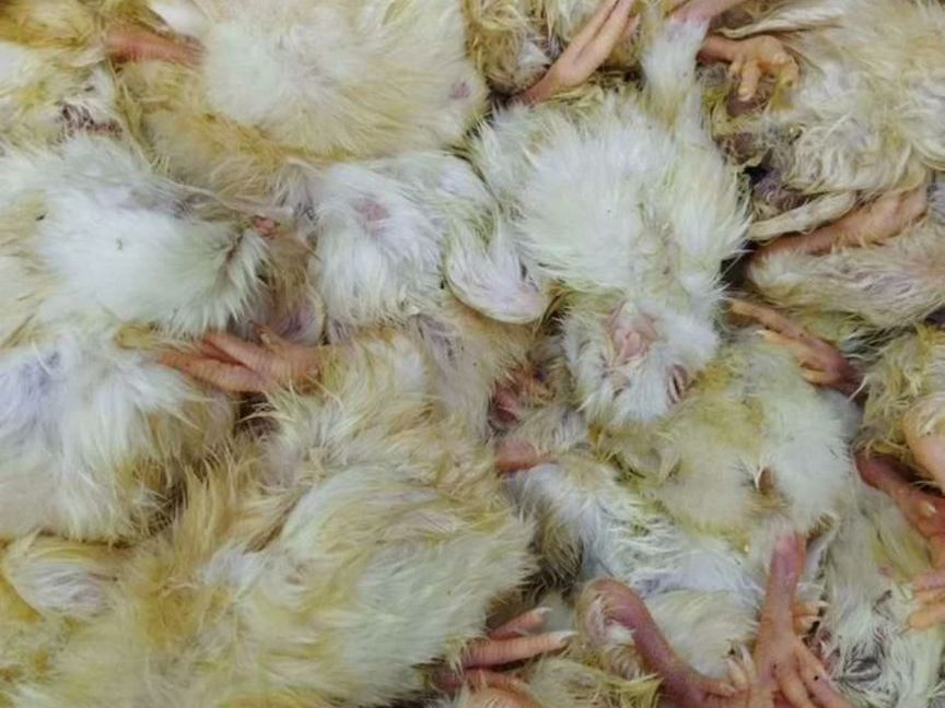 Цыплята на корм животным