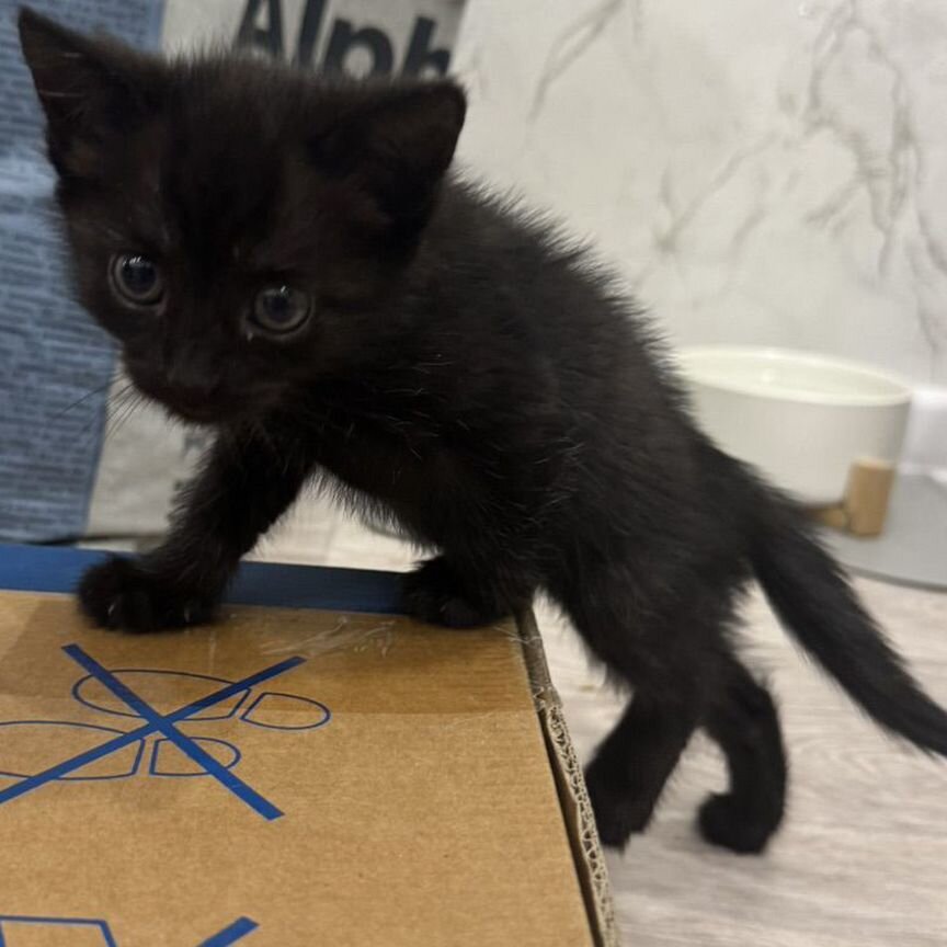 Котёнок в добрые руки