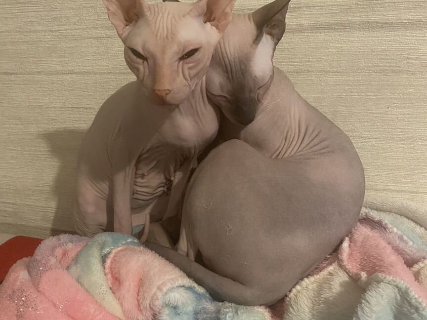Донской сфинкс
