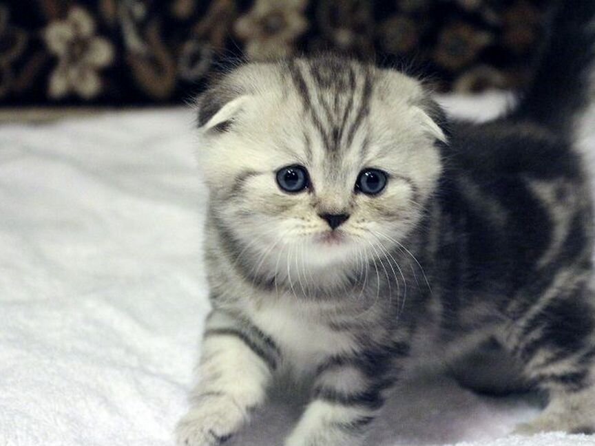 Черные котята мраморного окраса