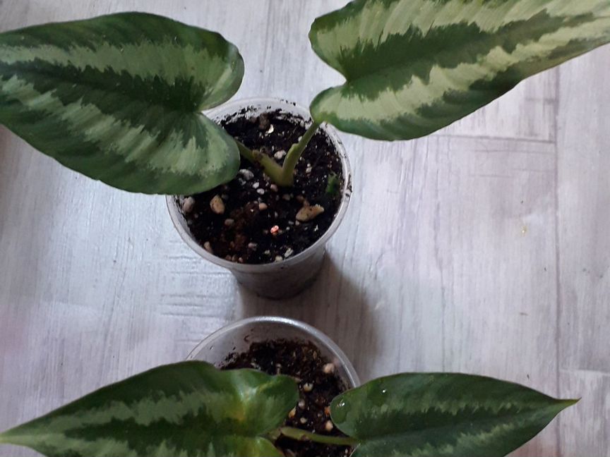 Шизматоглоттис вайличи