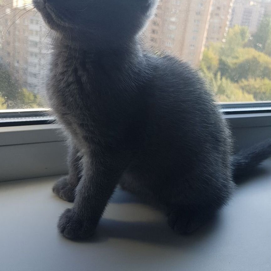 Шотландская вислоухая кошка
