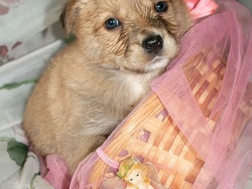 Маленькая девочка щенок в дар