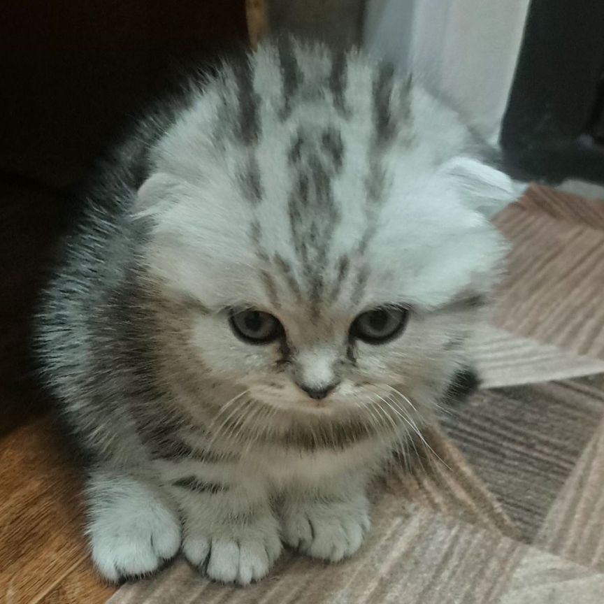 Шотландский вислоухий короткошёрстный котёнок