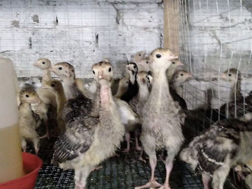 Подрощенные индюшата