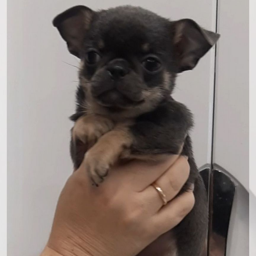 Чихуахуа мальчик