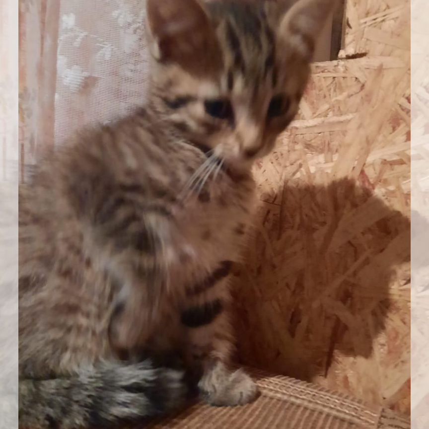 Одам котят в хорошие руки