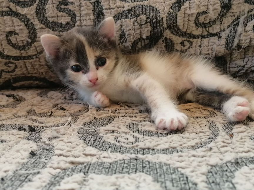 Котята бесплатно в добрые руки