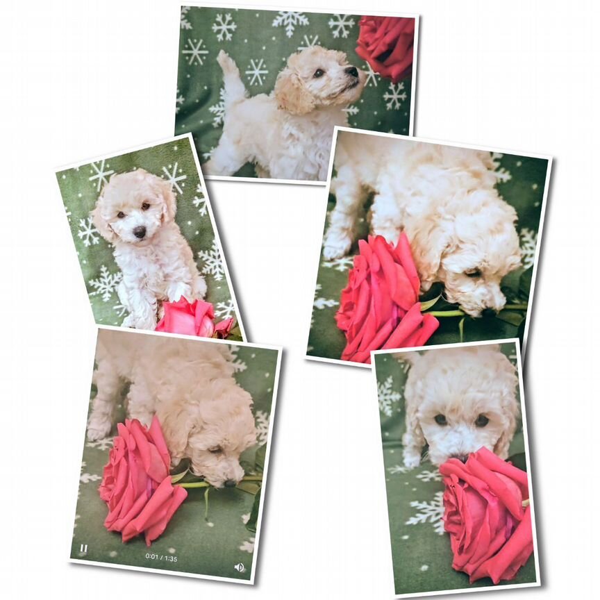 Карликовый пудель, щенок