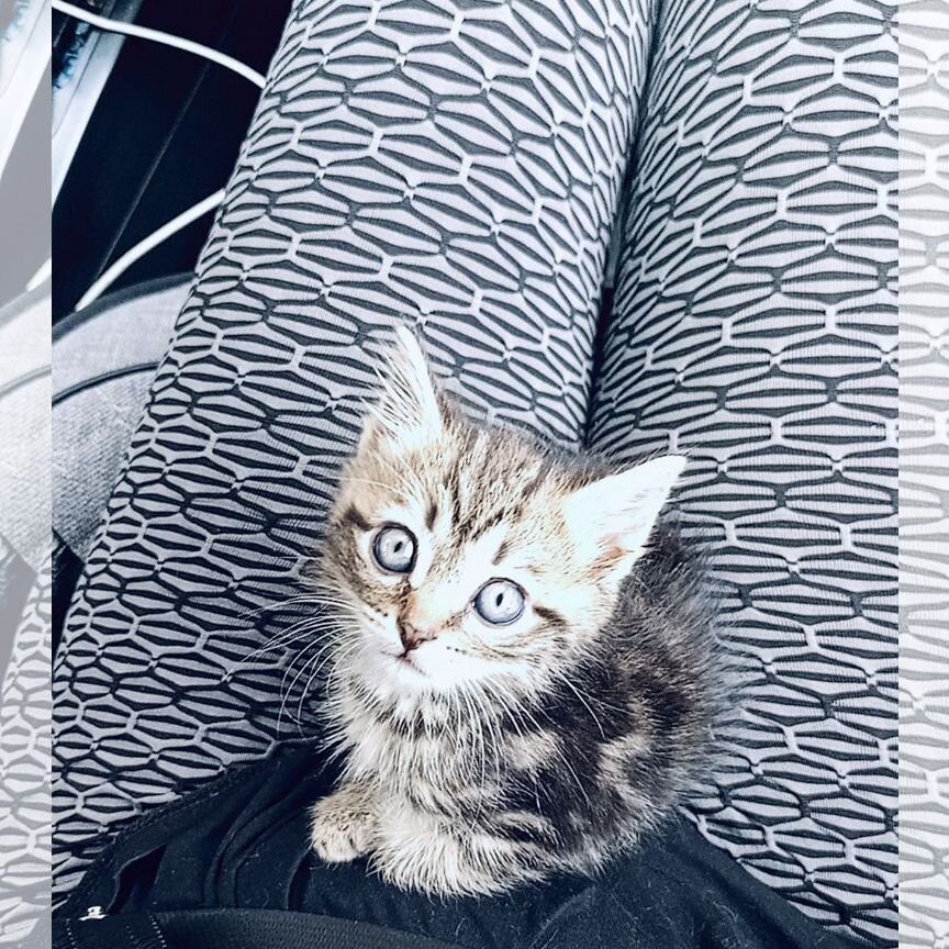 Отдам котика в добрые руки