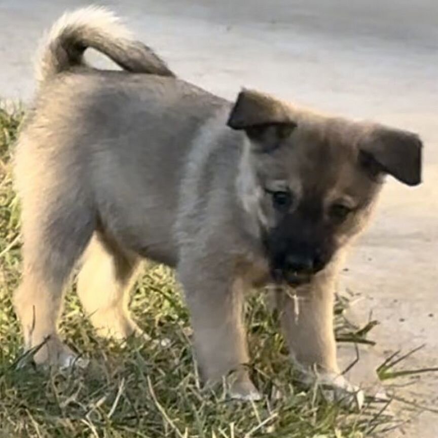Щенок Лайки бесплатно в добрые руки