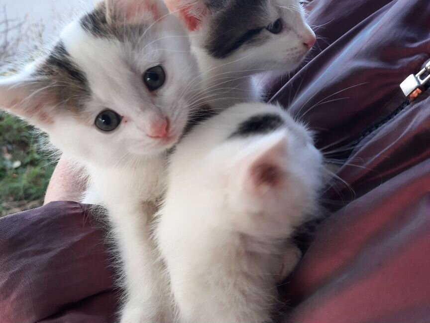 Котята в добрые руки бесплатно