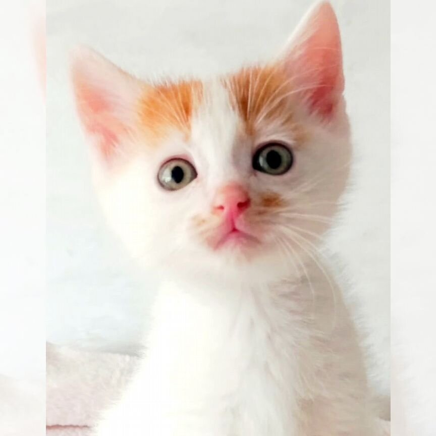 Европейский короткошёрстный котёнок