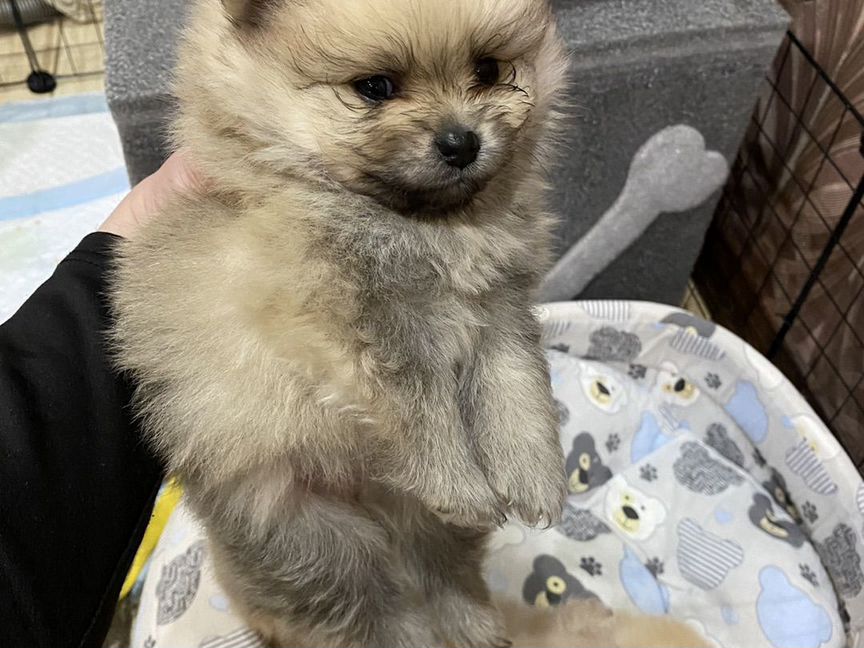 Щенки померанского шпица