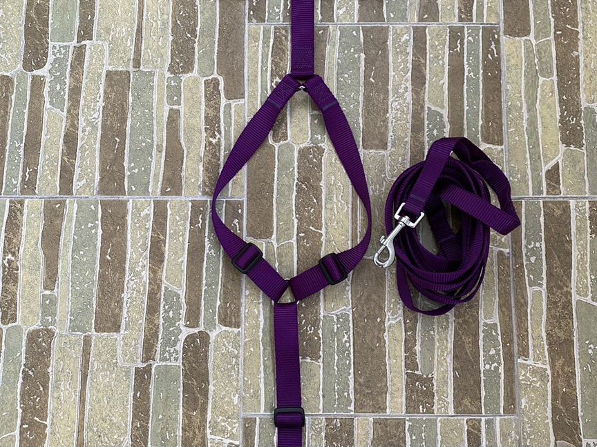 Шлейка (М) и поводок (5м) Шарик-дог