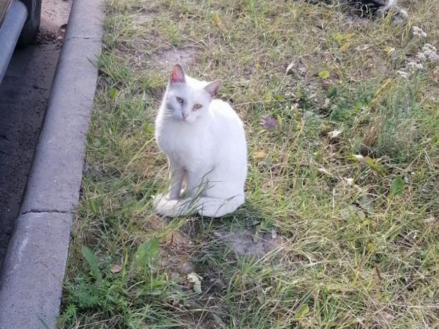 Кошечка в добрые руки