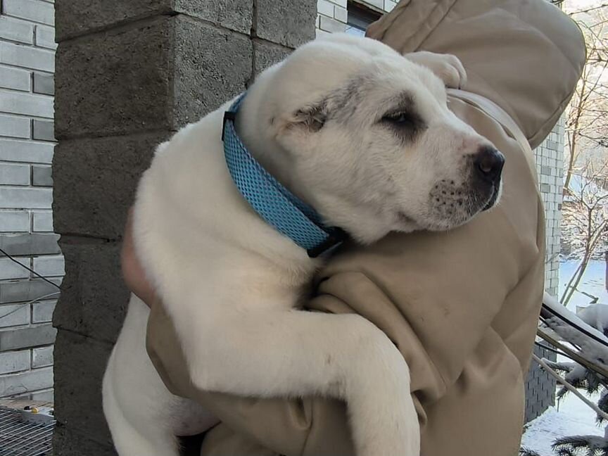 Среднеазиатская овчарка алабай щенки