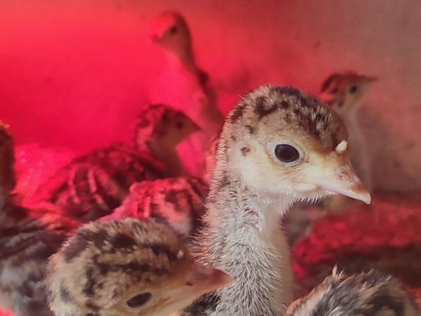 Индюки бронза