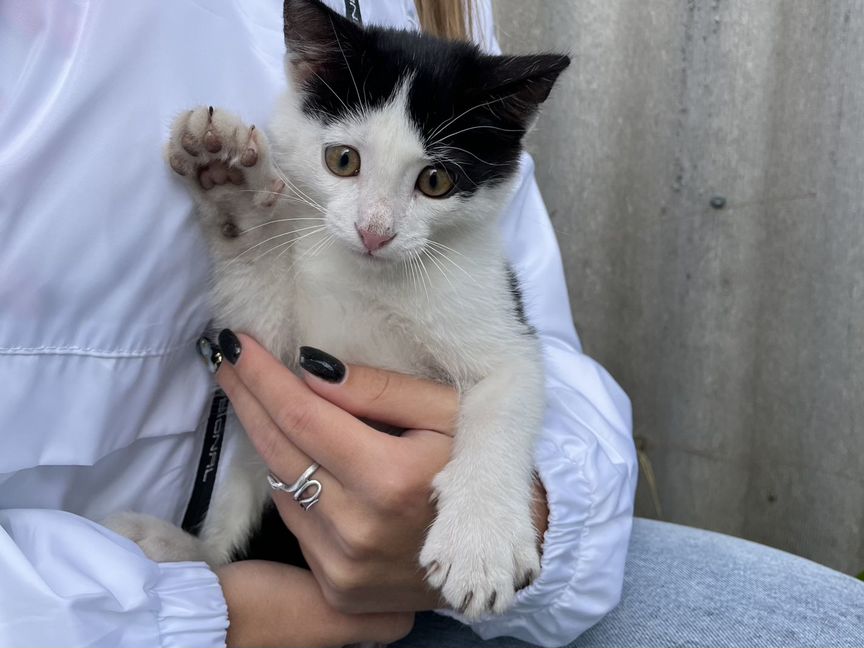 Котенок в добрые руки