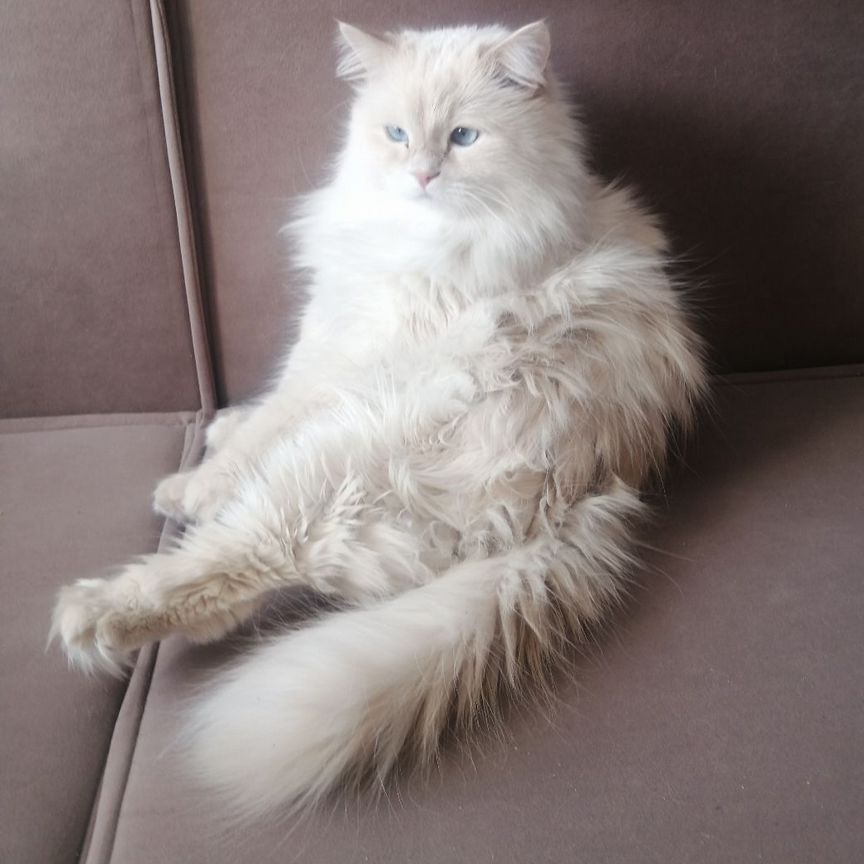 Продаю Сибирского Маскорадного кота