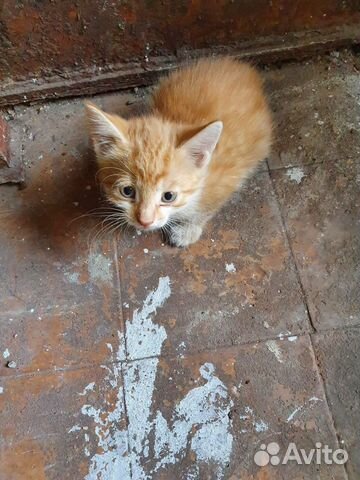 Котята в любящие дома