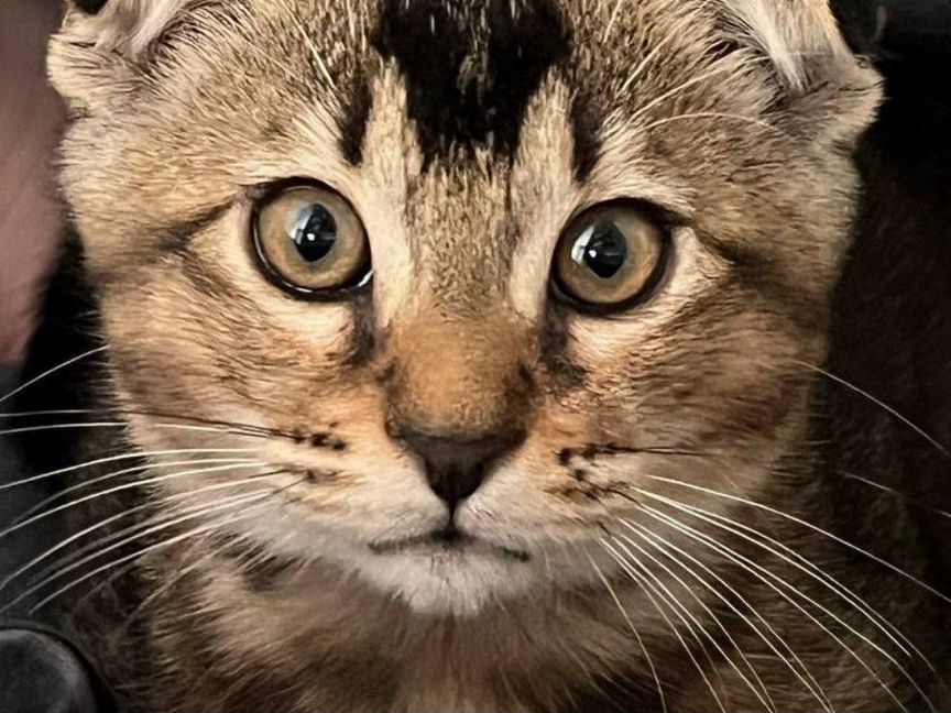 Шотландские вислоухие котята