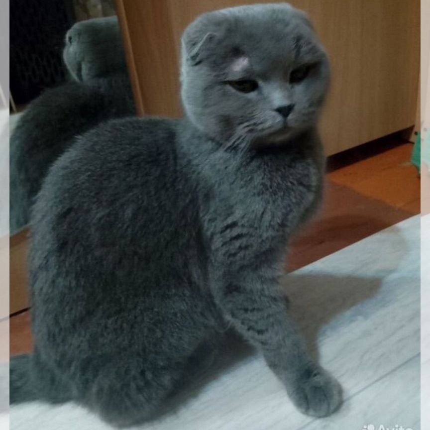 Шотландская вислоухая длинношёрстная, взрослая кошка