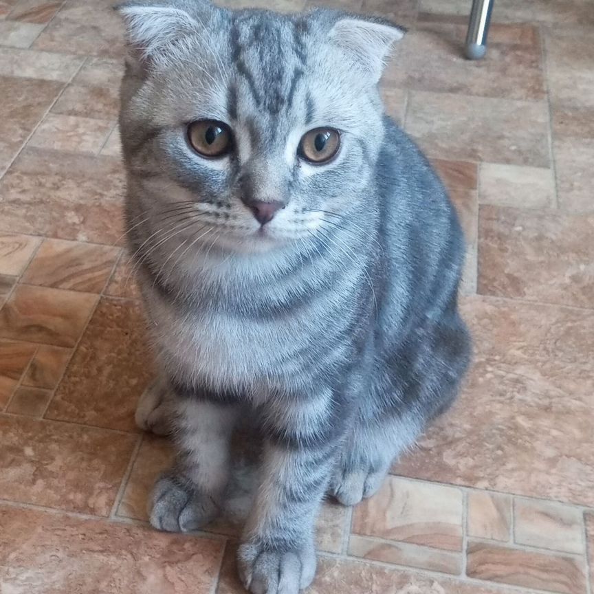Шотландец вислоухий на вязку