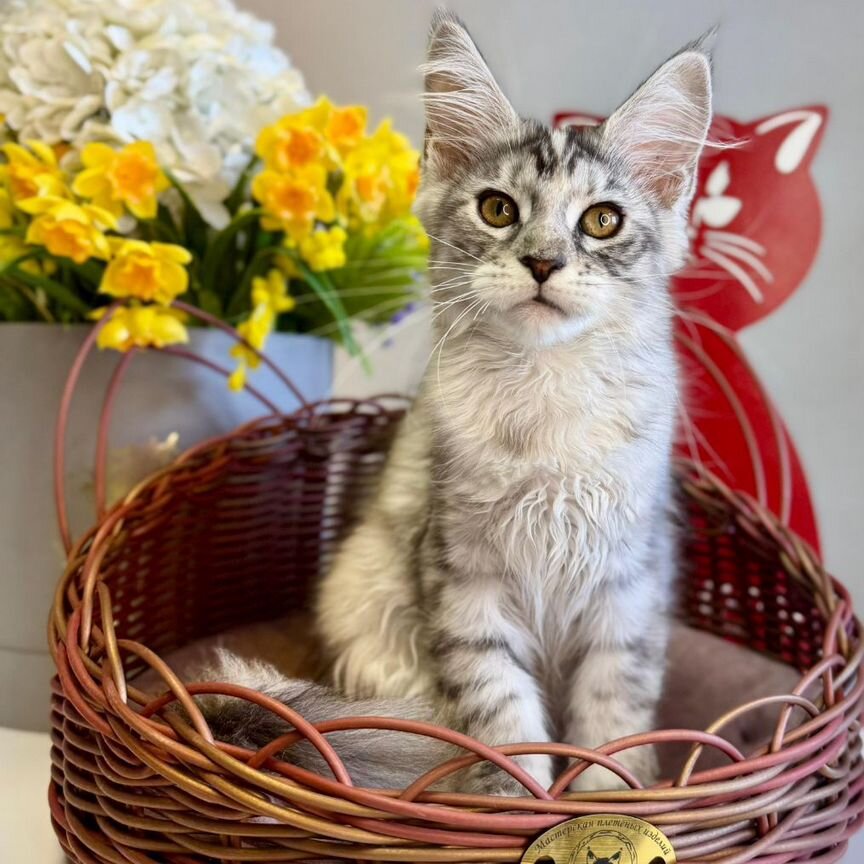 Клубные котята с родословной