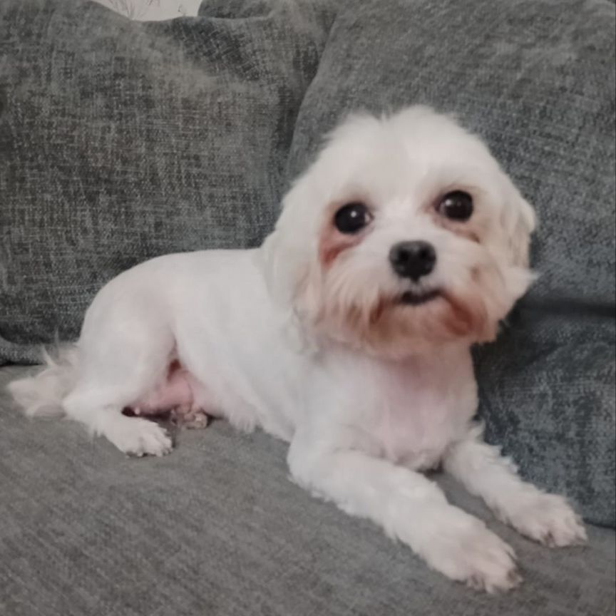 Девочка мальтезе ищет дом